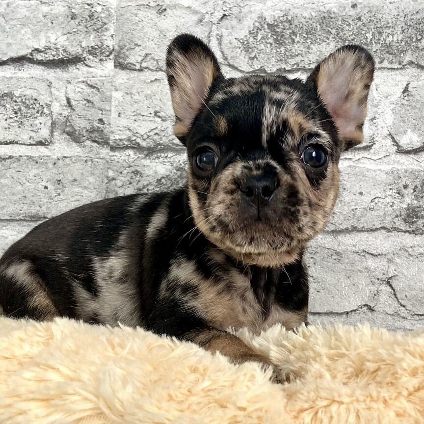 Французский бульдог, мачишка