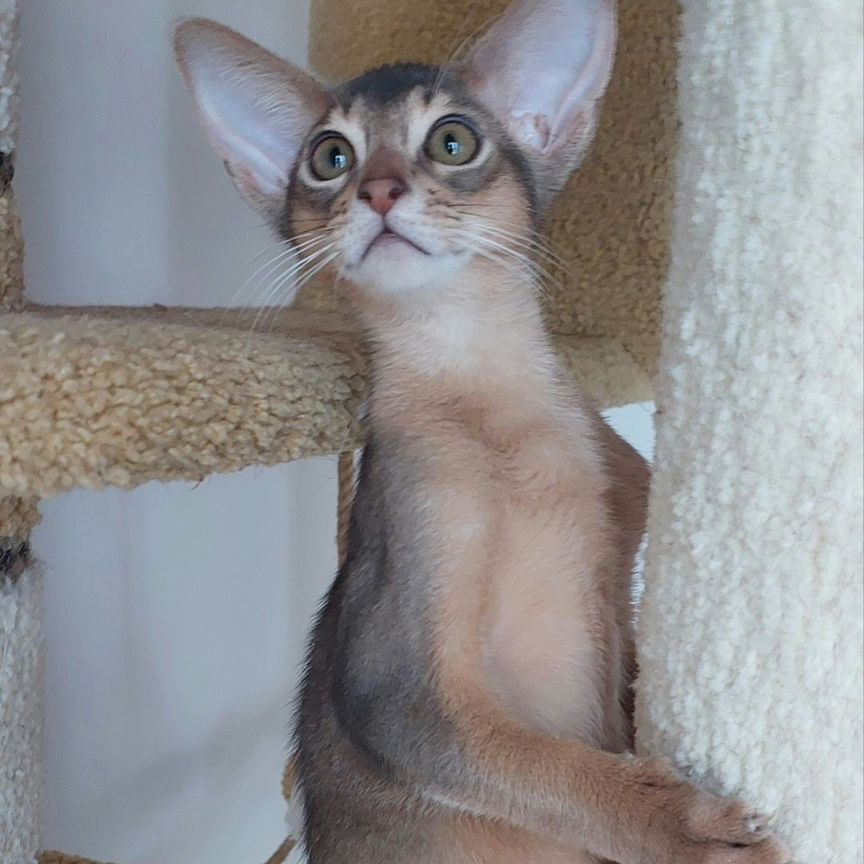 Абиссинский котик