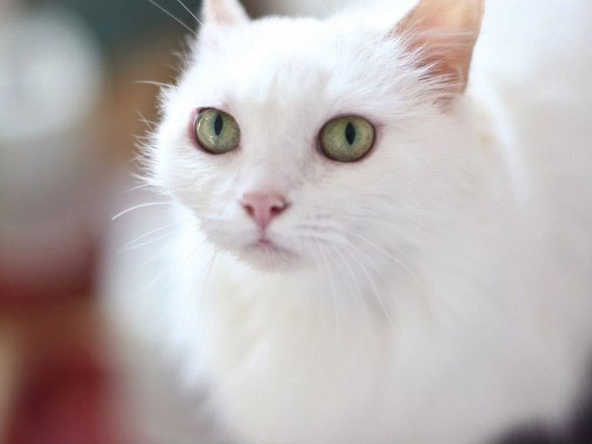 Роскошная Герцогиня - для ценителей красоты