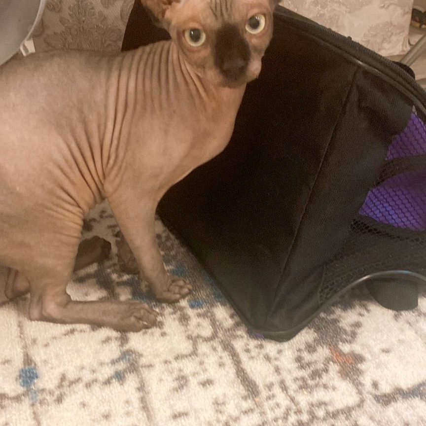 Кошечка ищет принца