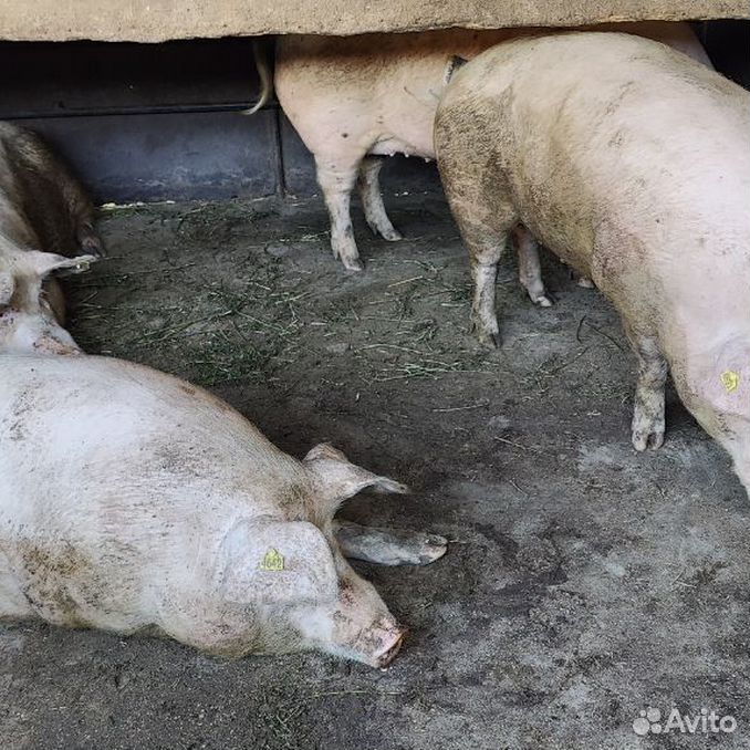 Свиньи живым весом