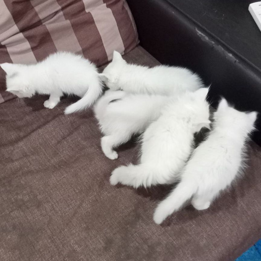 Котята в добрые руки бесплатно