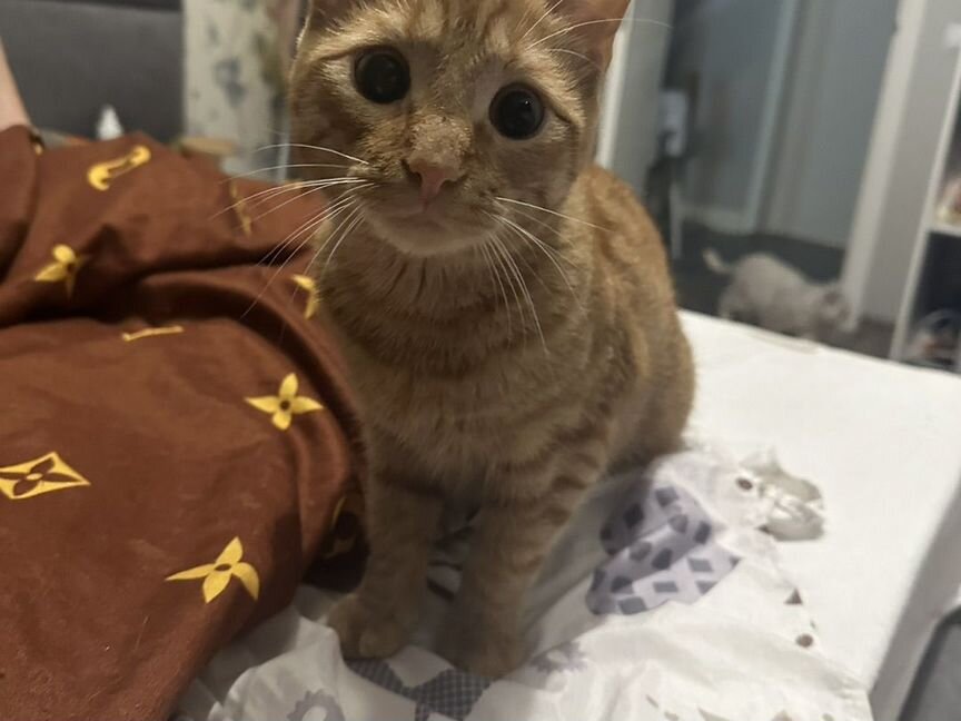 Отдам даром котенка