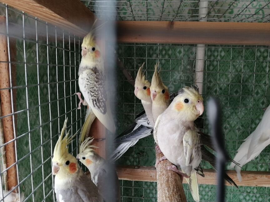 Попугай карелы молодёжь только оптом