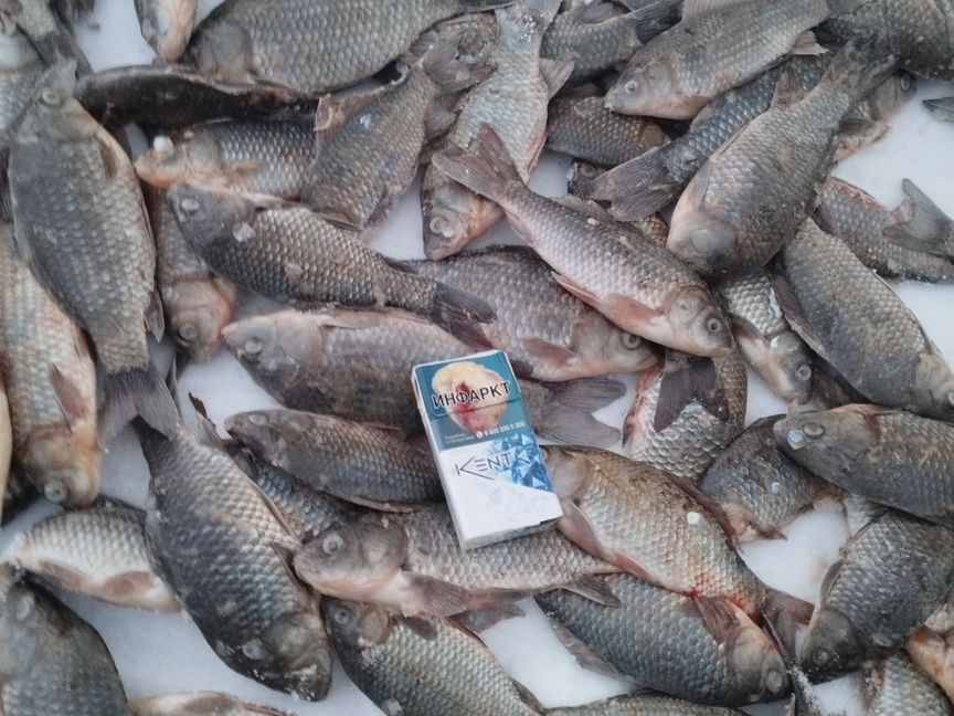 Рыба товары для животных