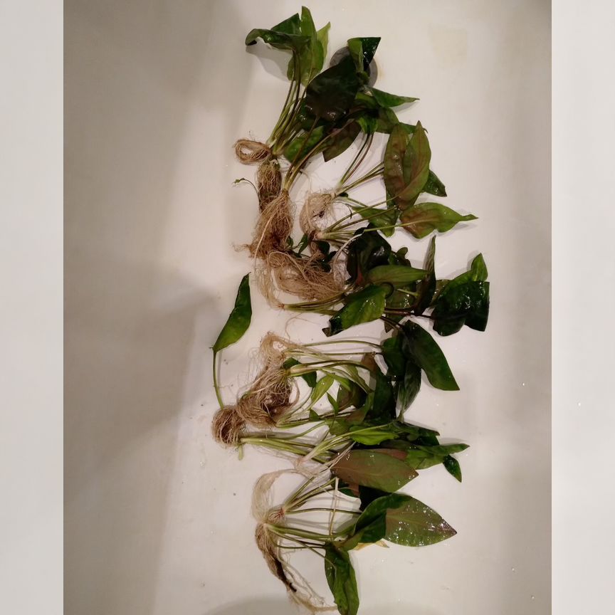 Аквариумное растение