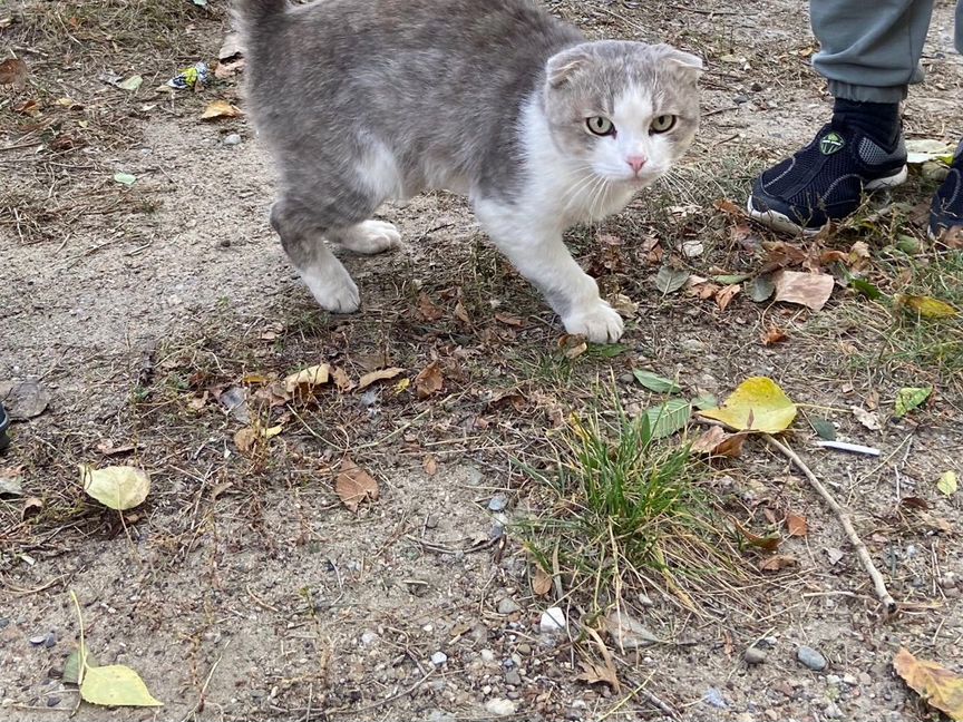 Котик