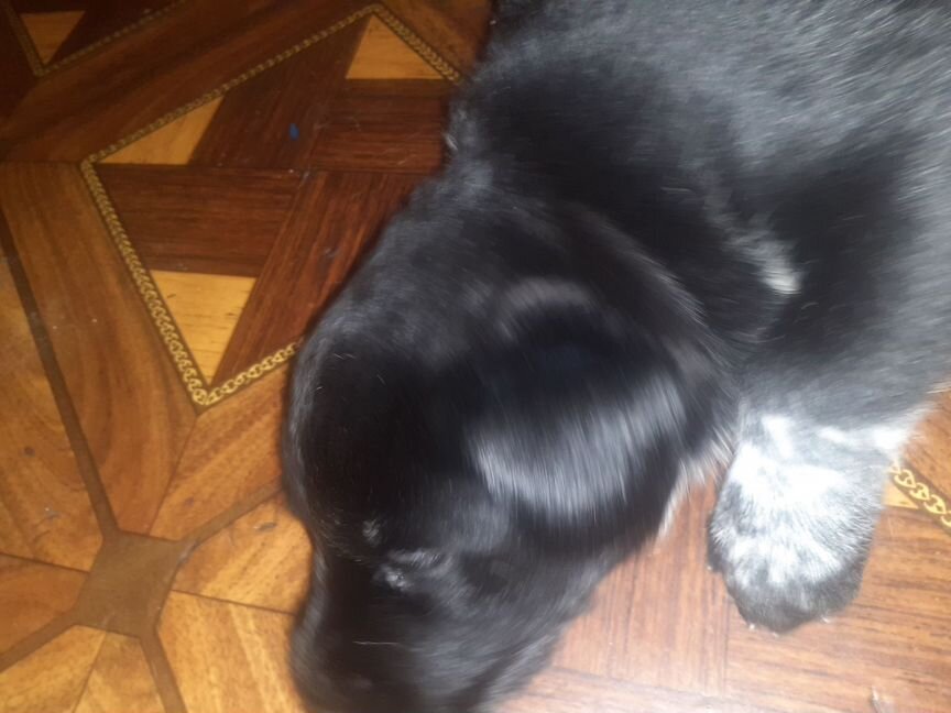 Щенки дворняжки бесплатно