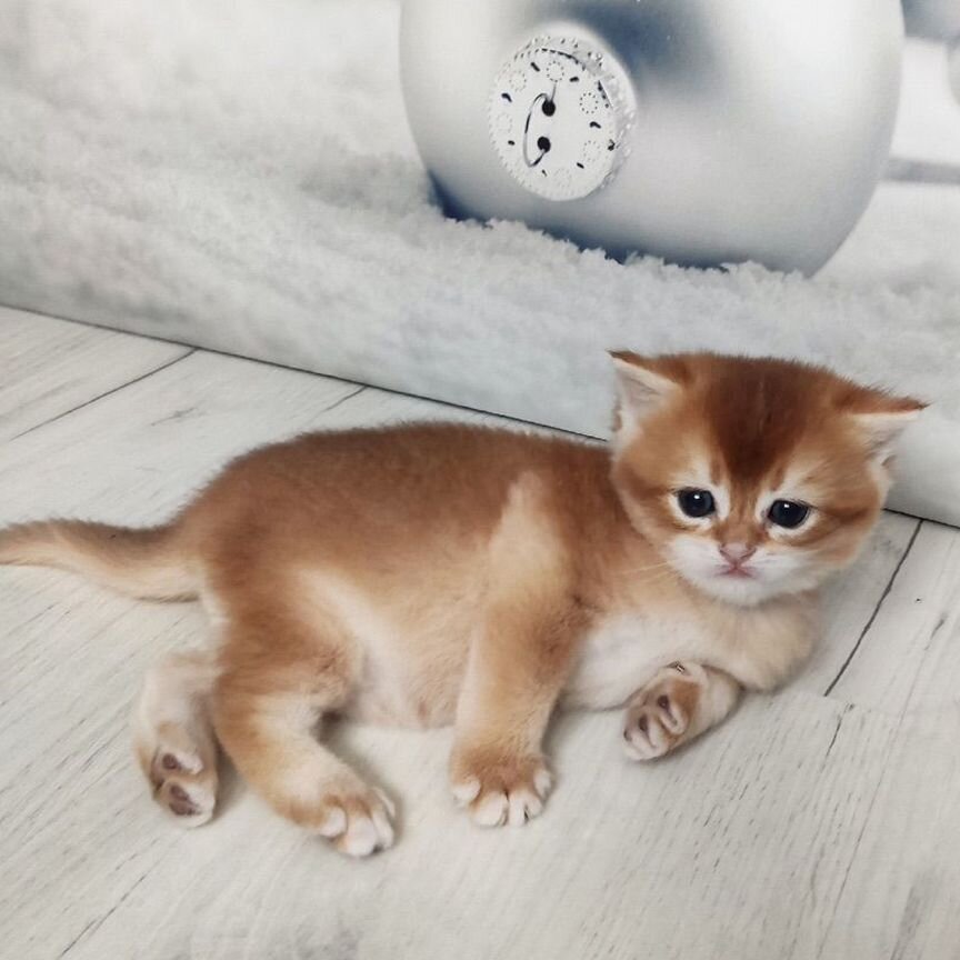 Британский короткошёрстный котёнок