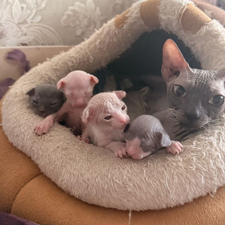 Донской сфинкс котёнок