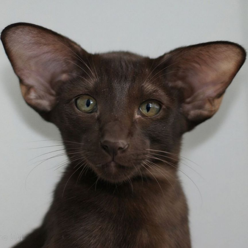 Ориентальный котёнок