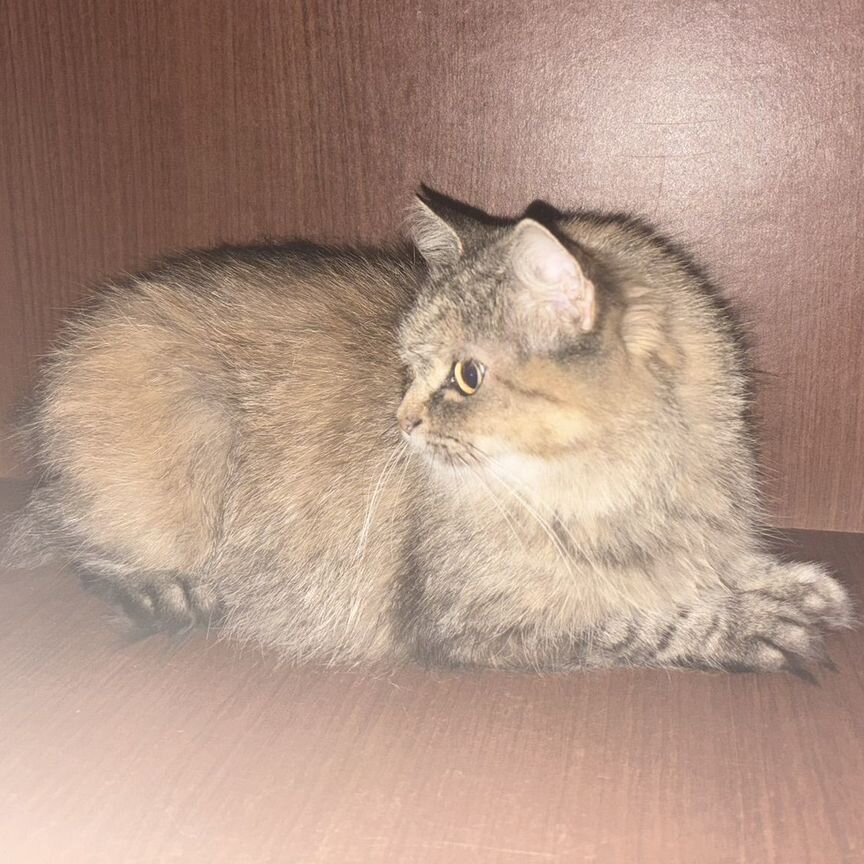Кошка