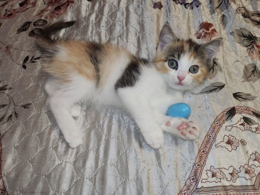 Шотландский котенок
