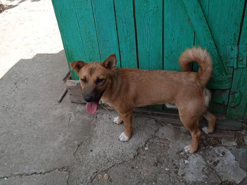 Собака бесплатно в добрые руки