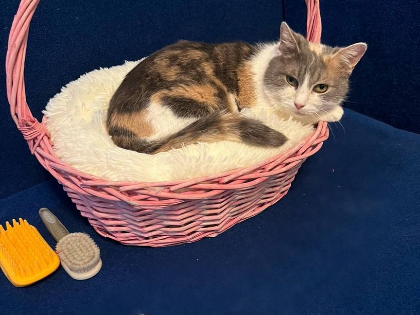 Трехцветная кошка счастье в дом в дар бесплатно