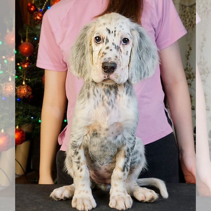 Английский сеттер, щенок