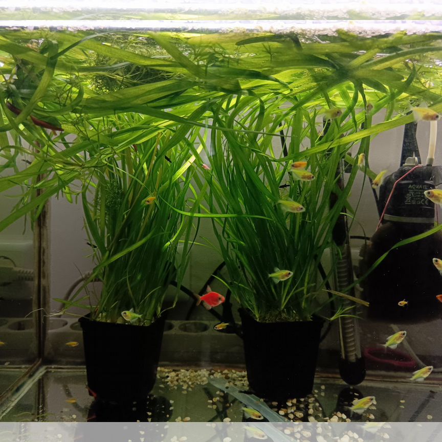 Аквариумные растение