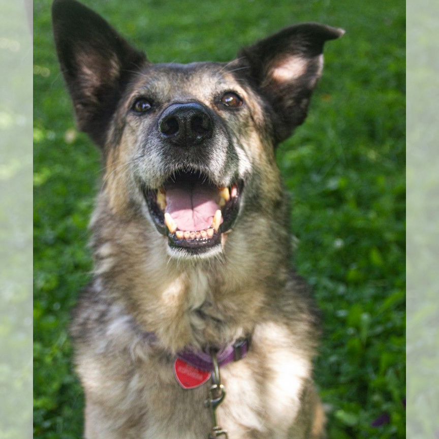 Взрослая собака в добрые руки