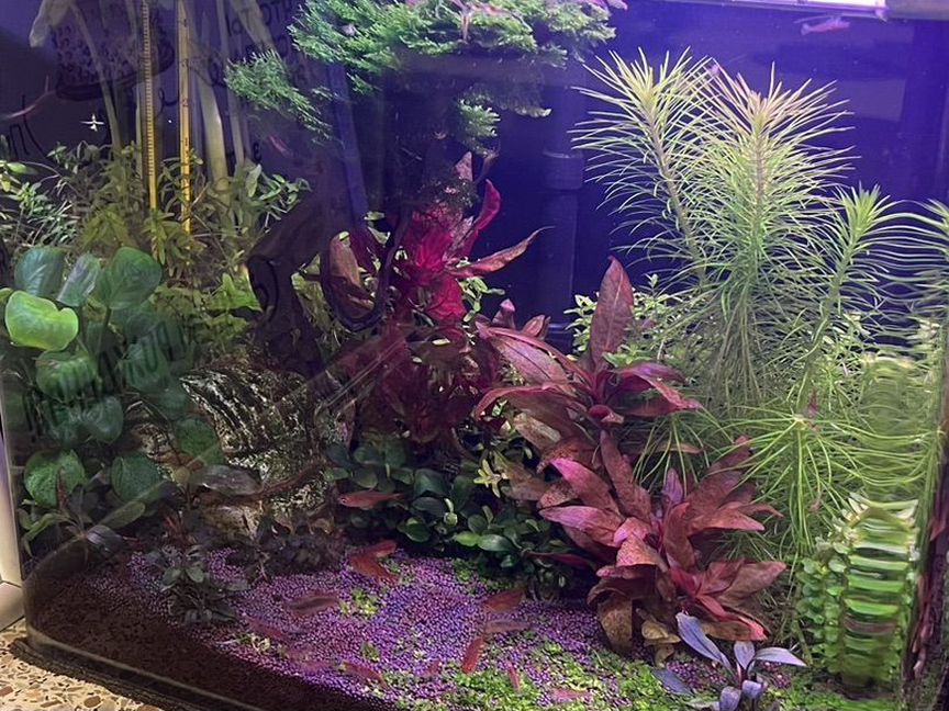 Аквариумные растения