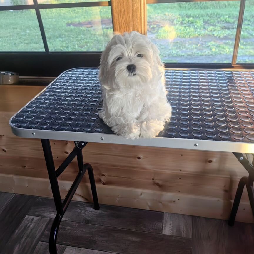 Мальтезе мальтийская болонка девочка