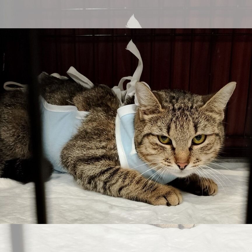 Кошечка с улицы