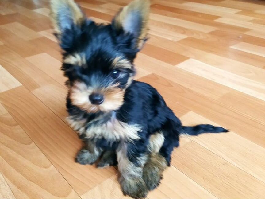 Продаётся йоркширский терьер миник