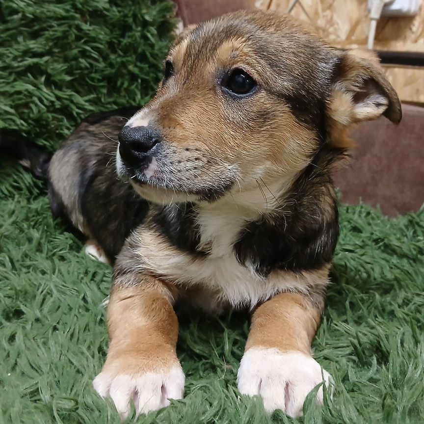 Щенок в добрые руки