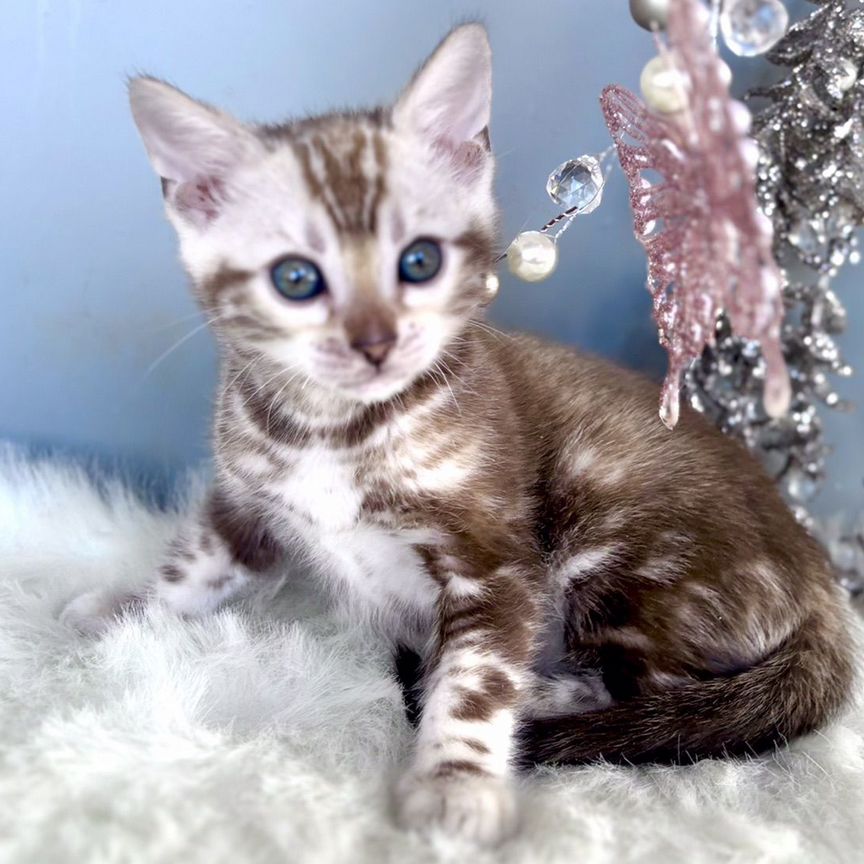 Бенгалочка снежного окраса