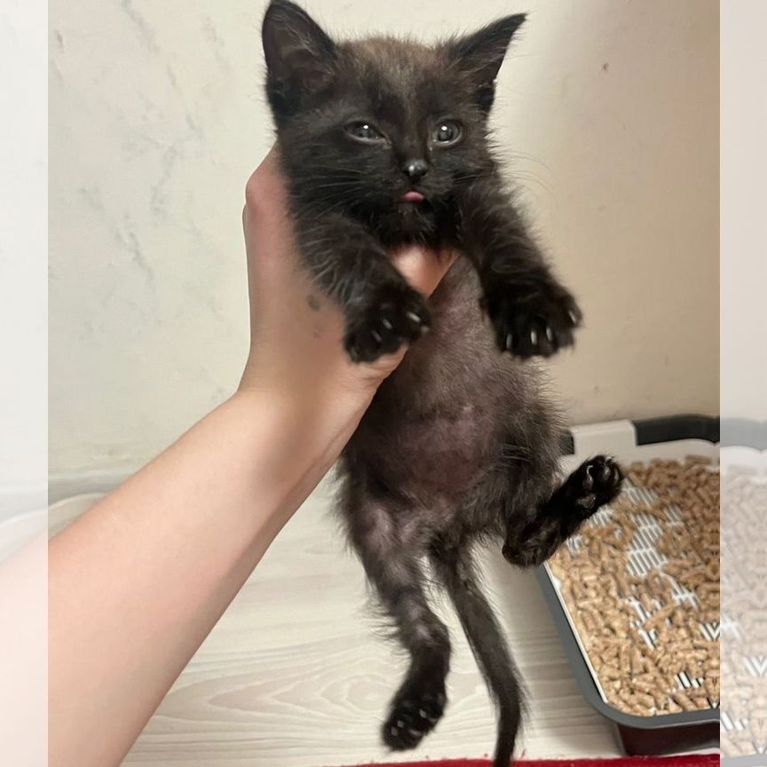 Котёнок в добрые руки