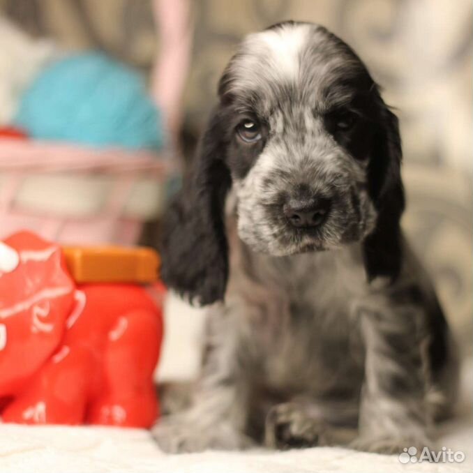 Щенок английского кокер спаниеля мальчишка