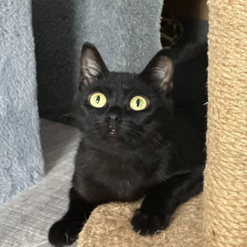 Взрослая кошка в добрые руки