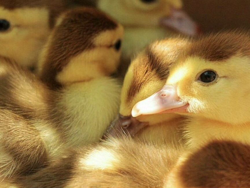 Утята шипуны суточные и недельные и подрощенные