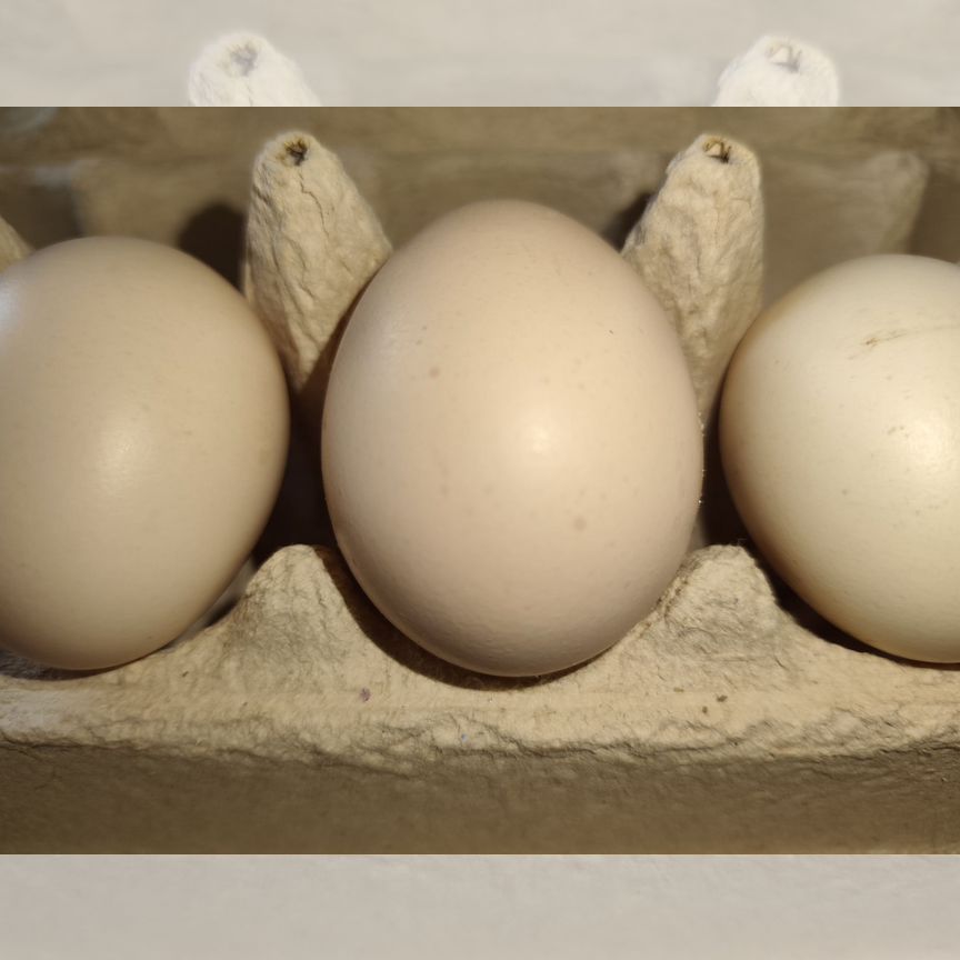 Яйцо инкубационное Орловские