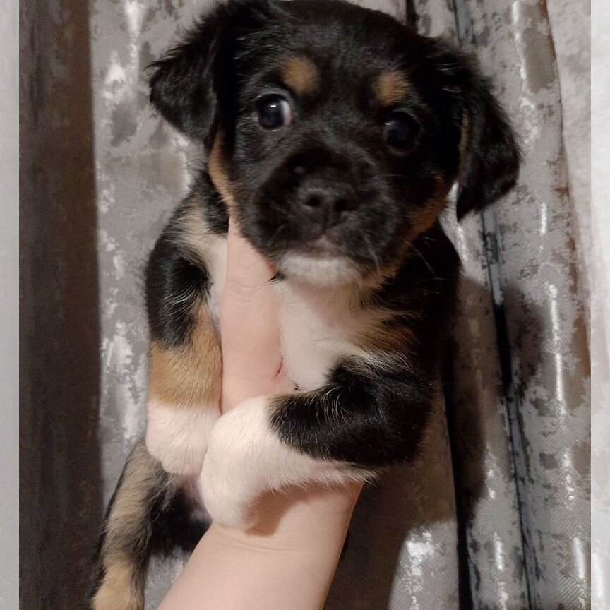 Русский той-терьер, щенок