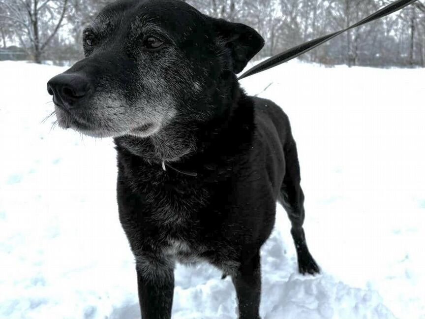 Черныш хочет быть дома