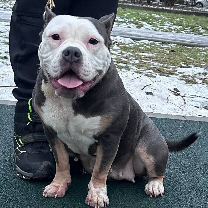 Американский булли, взрослая собака