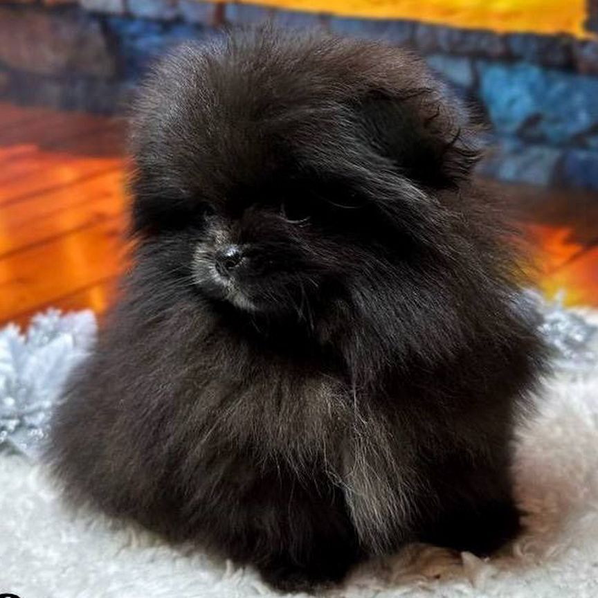 Померанский шпиц, щенок