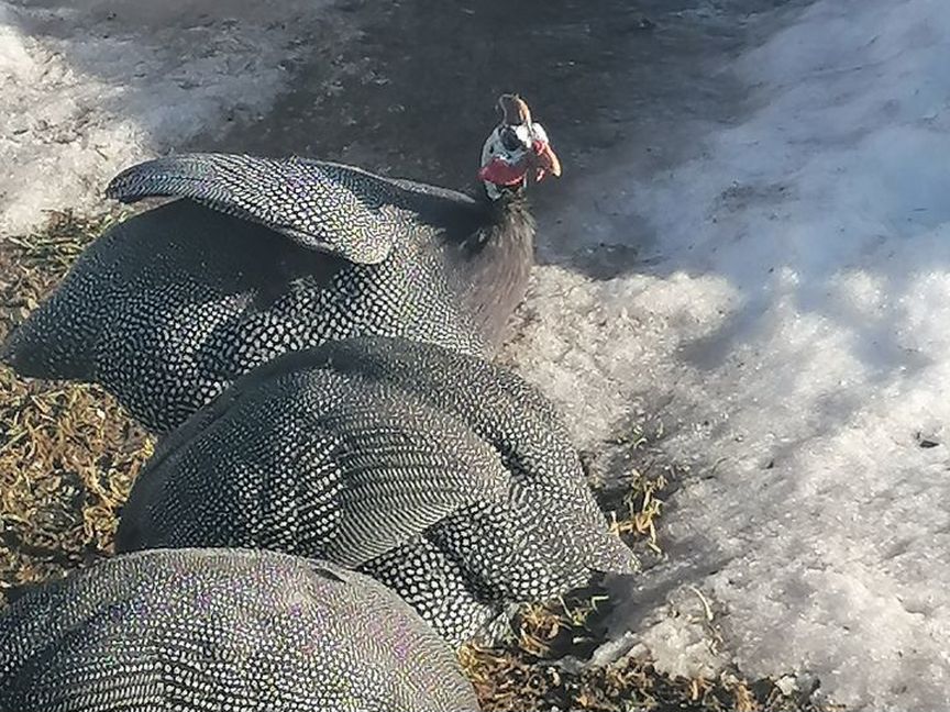 Цесарка на племя и инкубацию