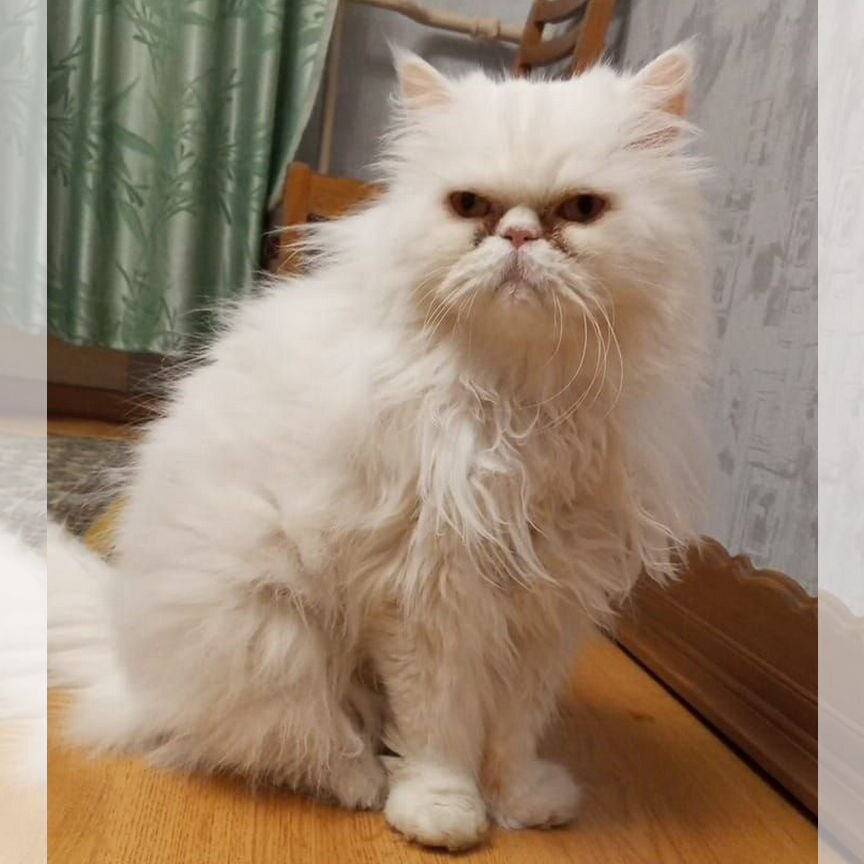 Персидский кот