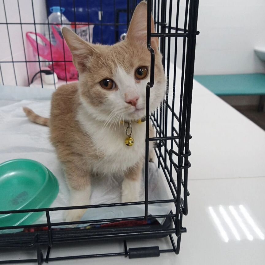 Котёнок в ошейнике, ищет новых или старых хозяев