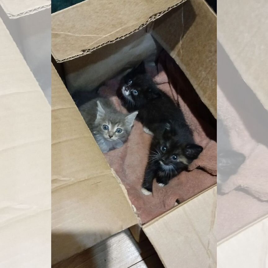 Котята ищут дом