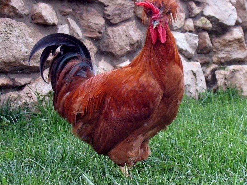 Молодые петушки русской хохлатой