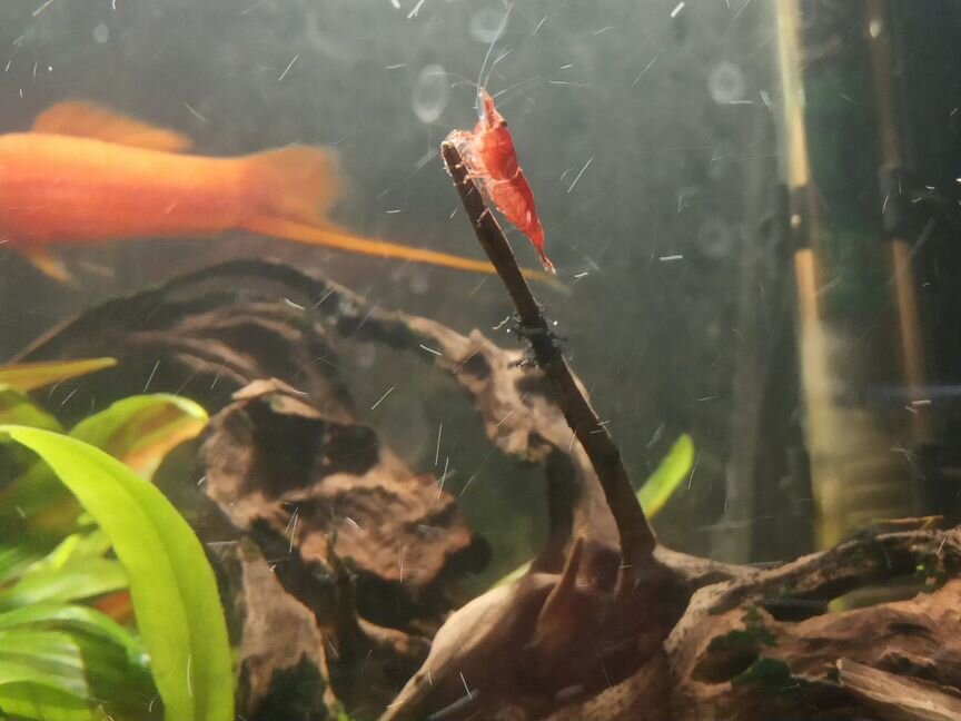 Креветка Вишня красная