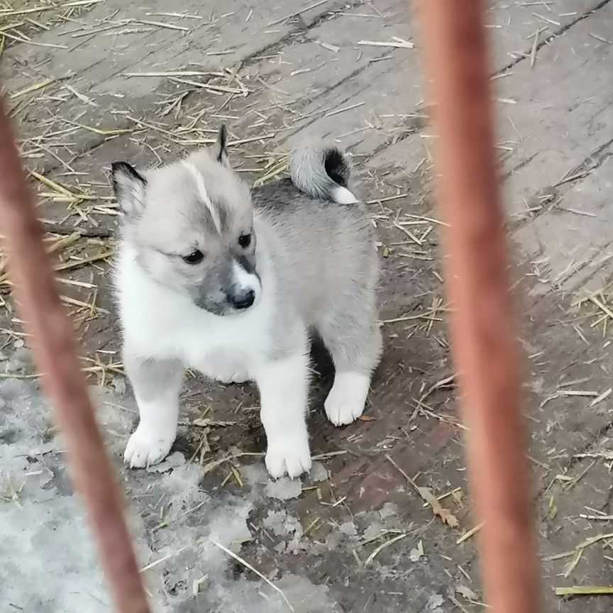 Щенки зсл 1 мес