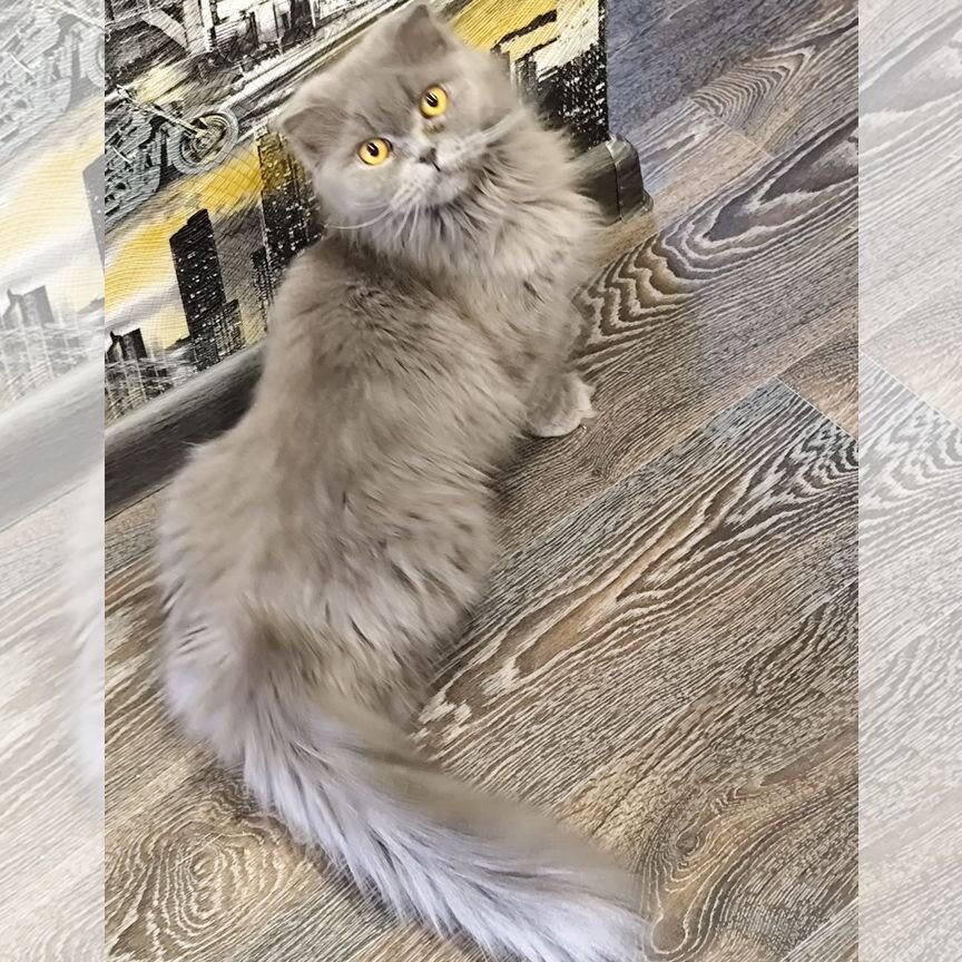 Шотландская вислоухая длинношёрстная, взрослая кошка
