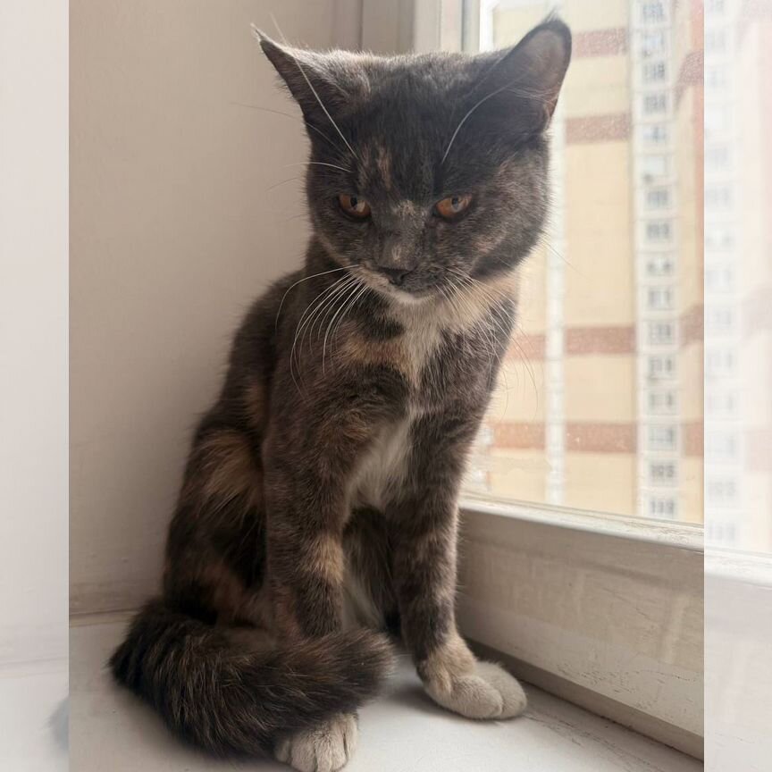 Взрослая, кошка в добрые руки