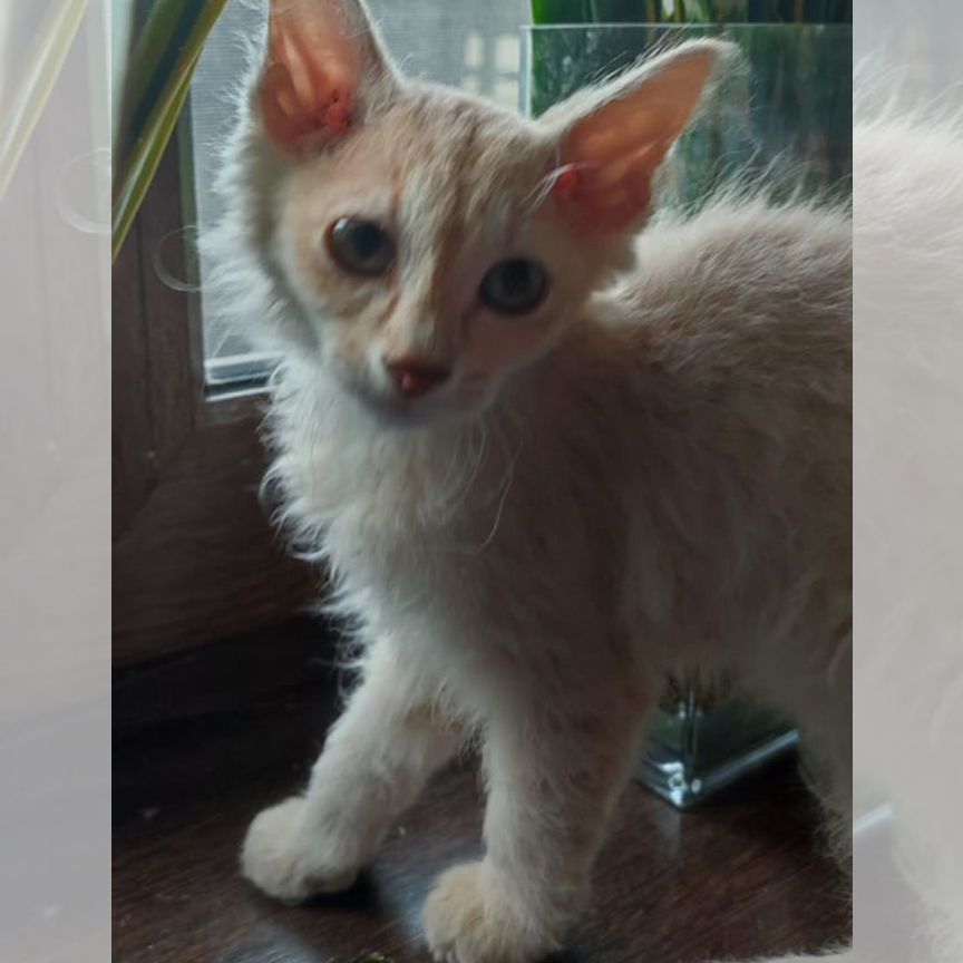 Котята