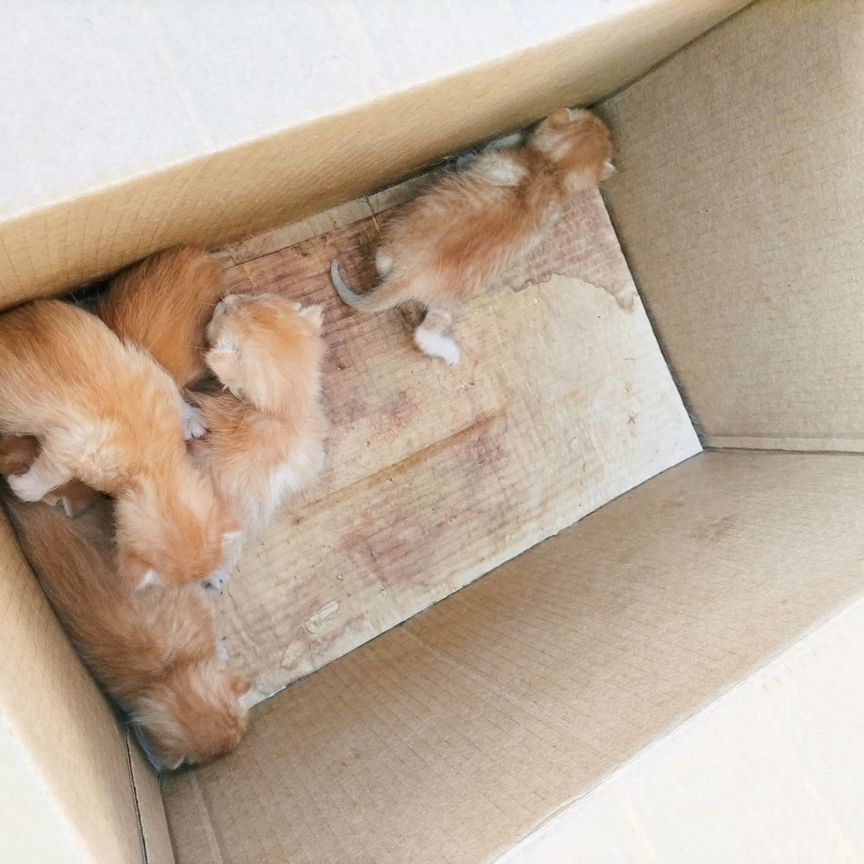 Отдам котят в добрые руки