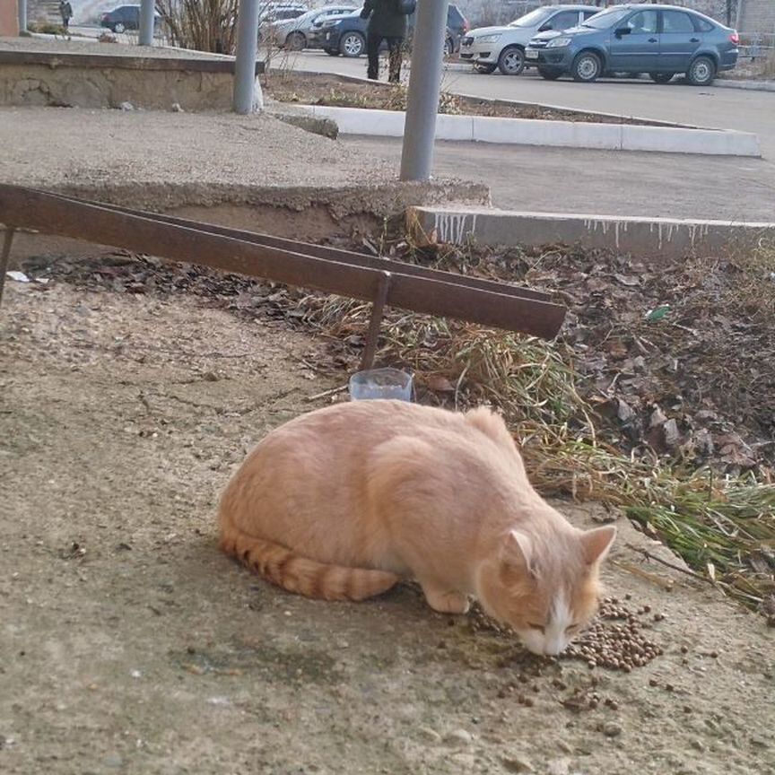 Хотела попросить помощи для кошек