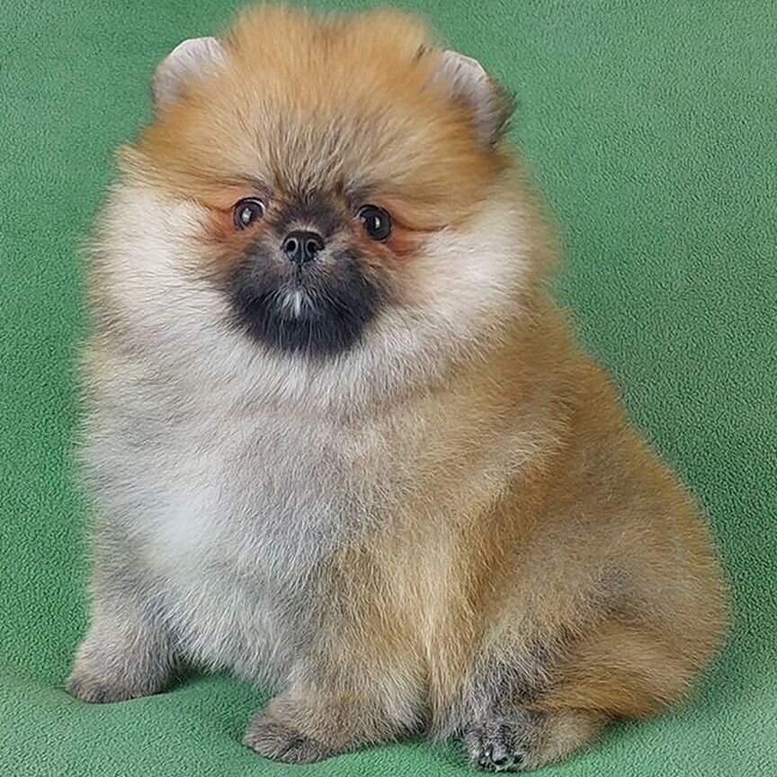 Померанский шпиц, щенок